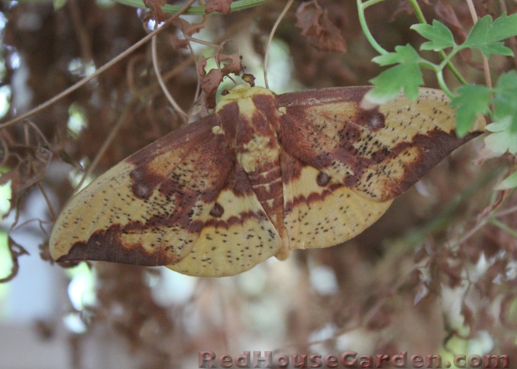 Red House Garden: A Little Love and Respect for Moths