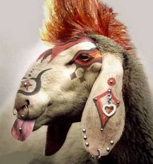 O Despertar de um Sonho: os Bodes