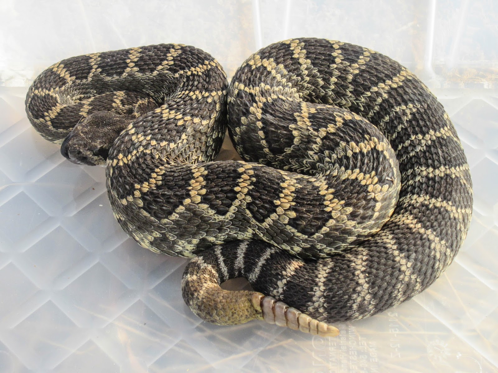 Cannundrums: Southern Pacific Rattlesnake - Redlands 2017