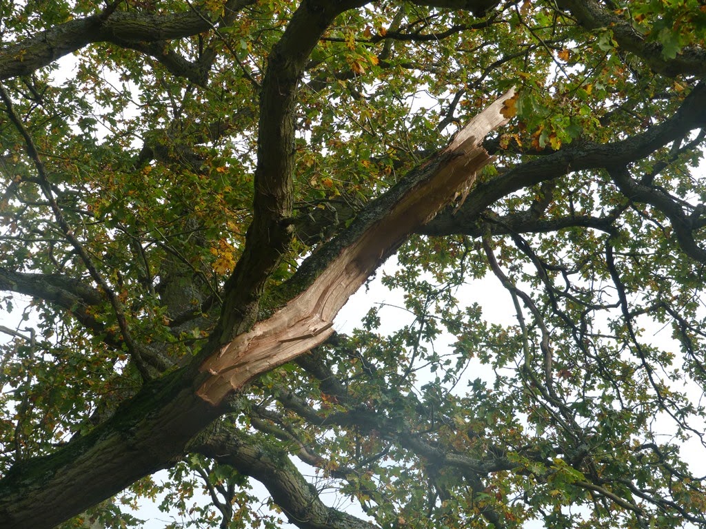 An English Homestead: Branch Out Of the Oak Tree