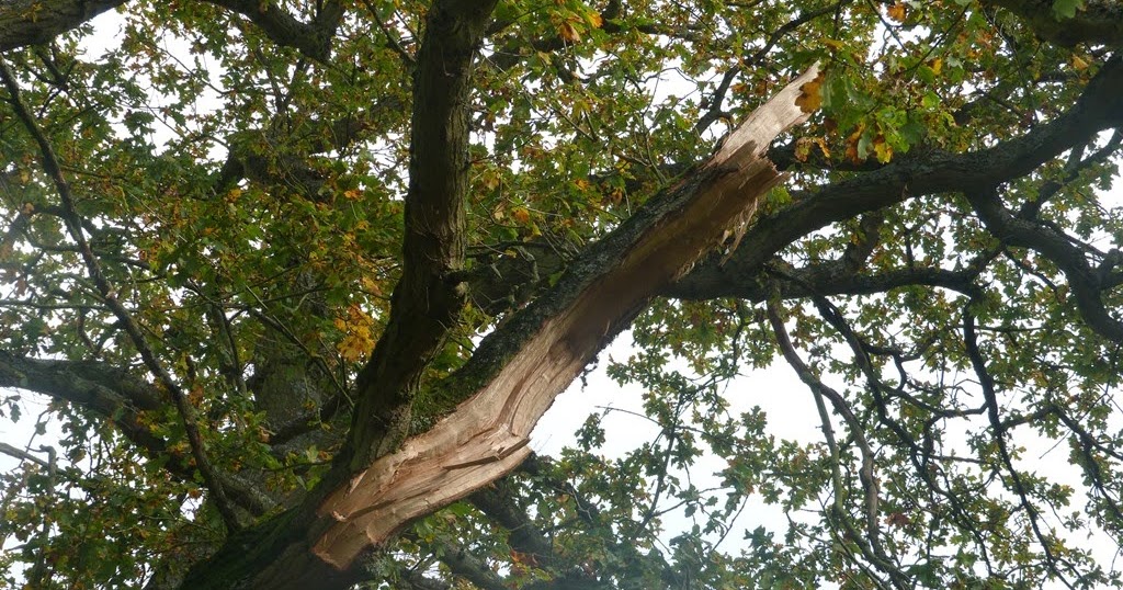 An English Homestead: Branch Out Of the Oak Tree