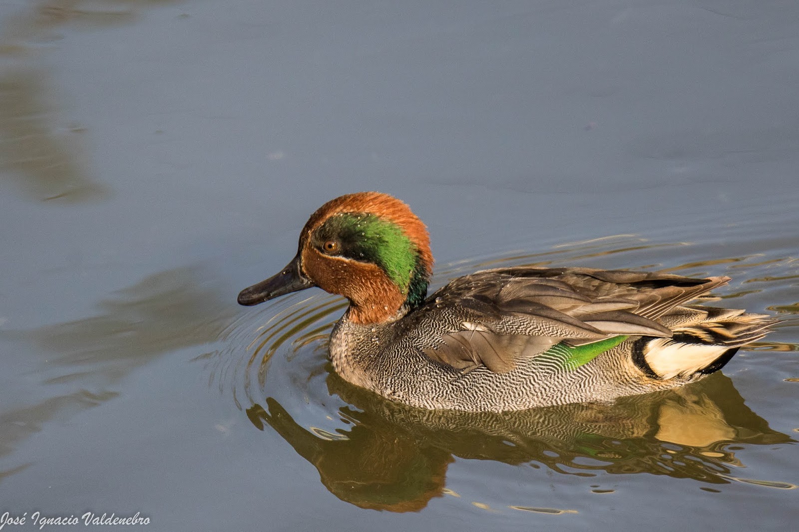 DocNatureBlog: La belleza y fotogenia del pato de superficie más ...