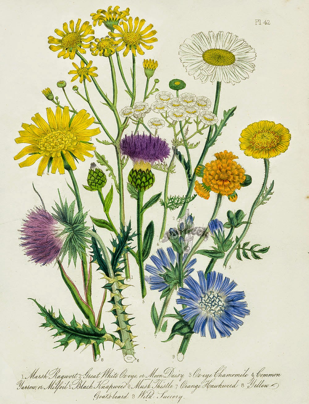 Jane Wells Loudon | The Victorian garden | Tutt'Art@ | Pittura ...