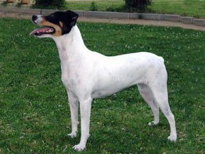 caza con perro: ratonero bodeguero español