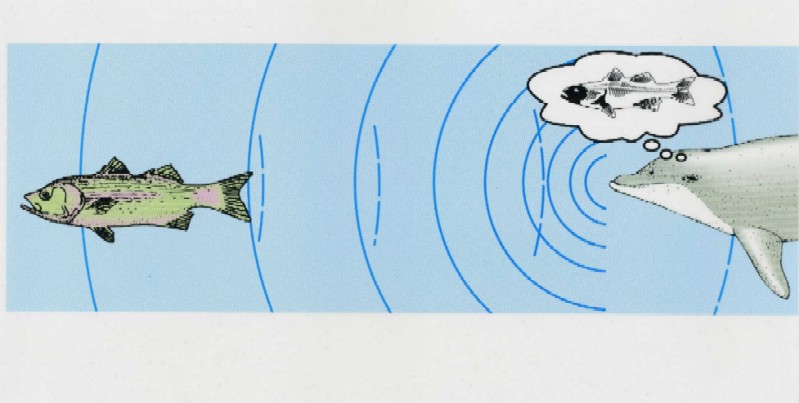 Noreen Moin: Echolocation in Mammals