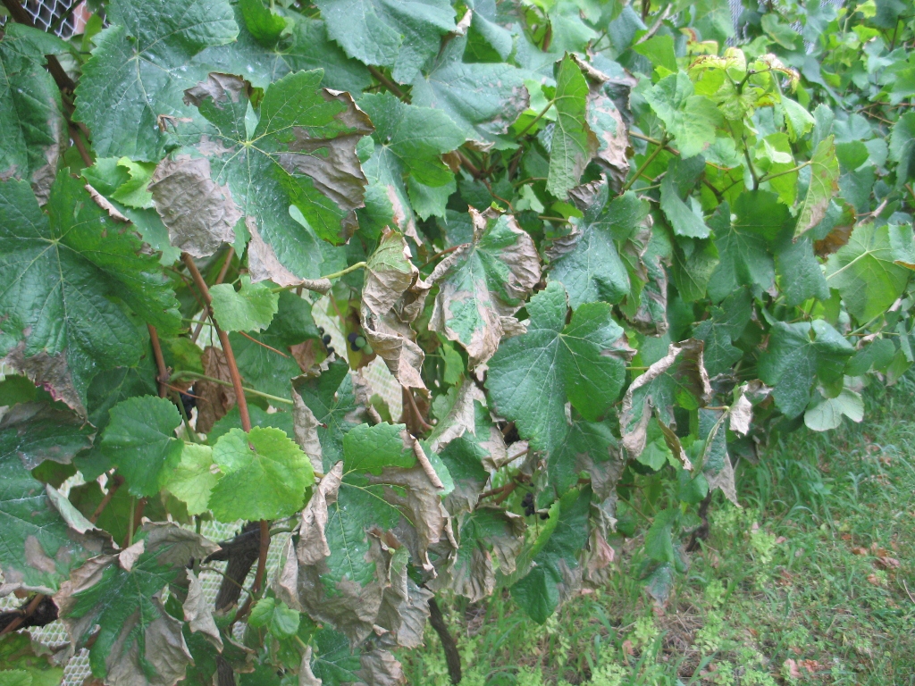 ON THE GRAPEVINE: Grapevines / Heat Damage