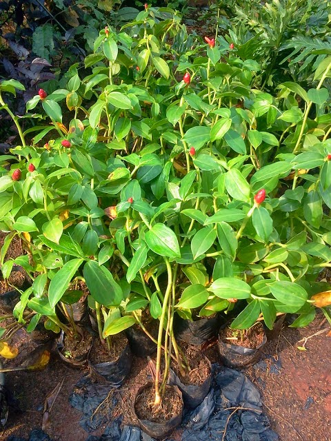 Pacing pentul | pohon pacing murah | tanaman hias | Tukang taman ...