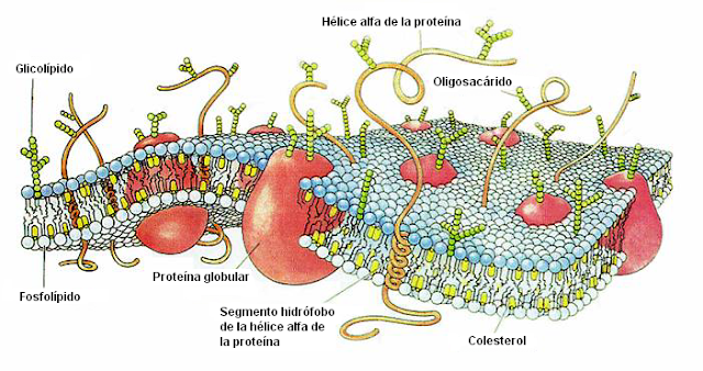 MEMBRANA CITOPLASMÁTICA ~ Biología General