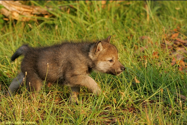 White Wolf : 15 Pictures Show The Cutest Animal On Earth : Baby Wolves