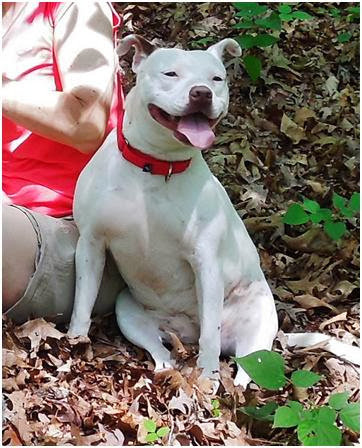 Talking Dogs at For Love of a Dog: Adopt a Dancing Pit Bull Dog: Trix