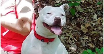 Talking Dogs at For Love of a Dog: Adopt a Dancing Pit Bull Dog: Trix