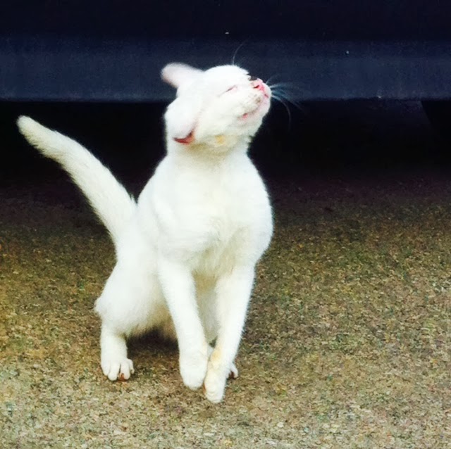 interweb kittens: Happy White Kitten Dancing