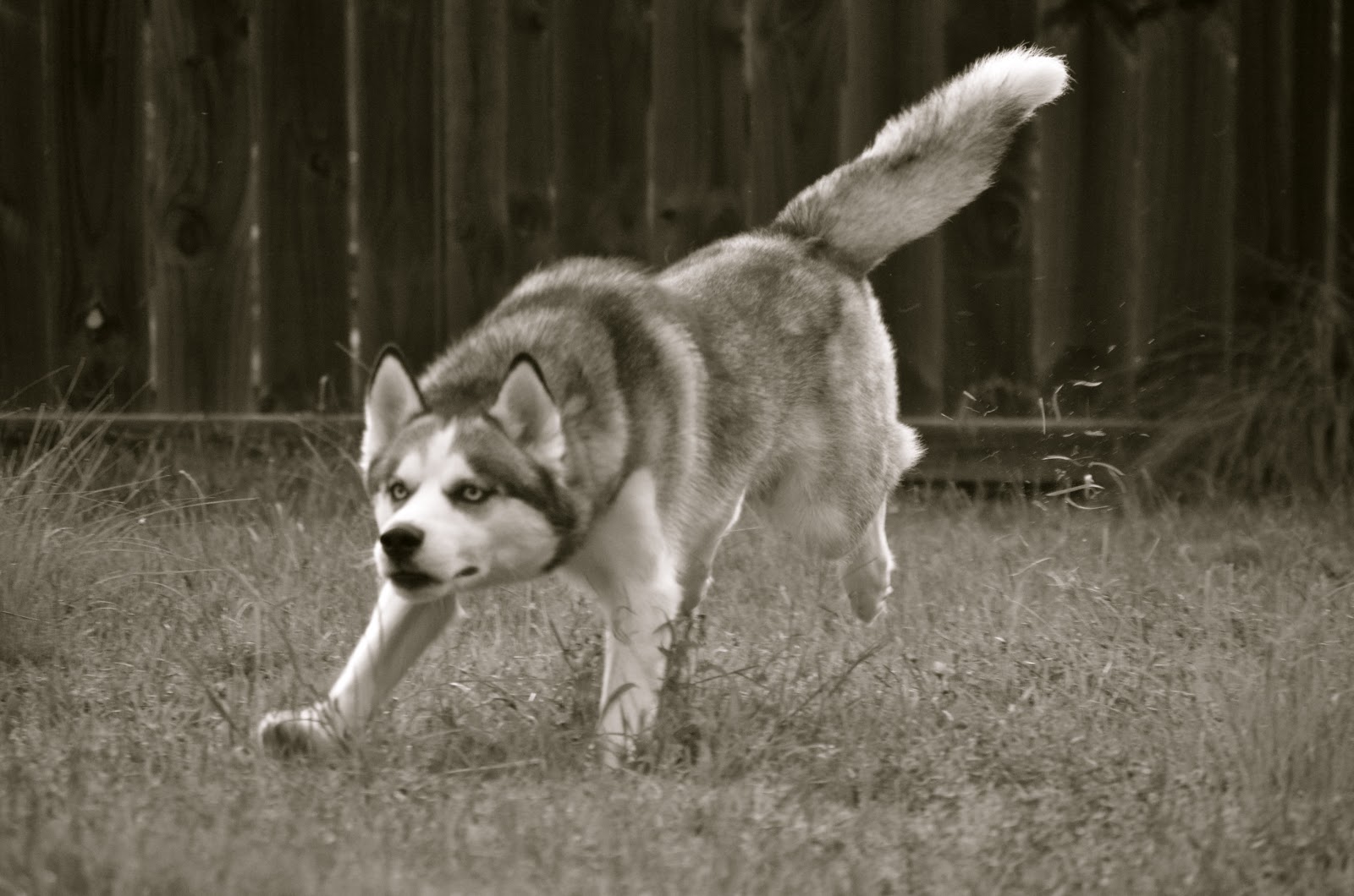 A Tale of Two Huskies: On the Attack