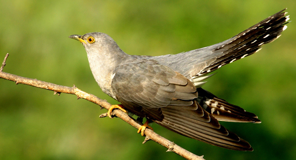 tROfi: Povestea unui pui de cuc și a aripii sale ocrotitoare…