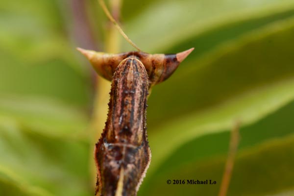 The rainforests of Borneo & Southeast Asia: Alien-looking praying ...
