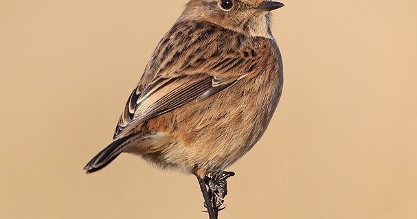 Wanstead Birder: Top ten bird images from 2018