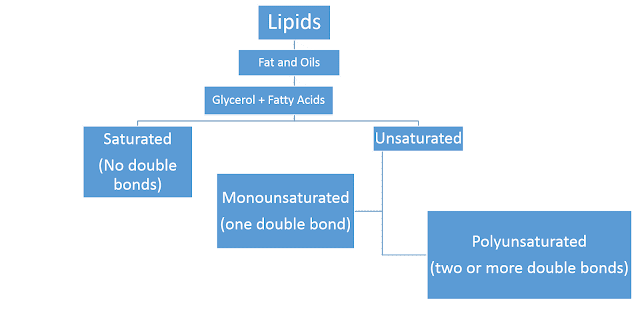 Nutrition Notes for IHM First Semester students: UNIT 3 - Macro ...