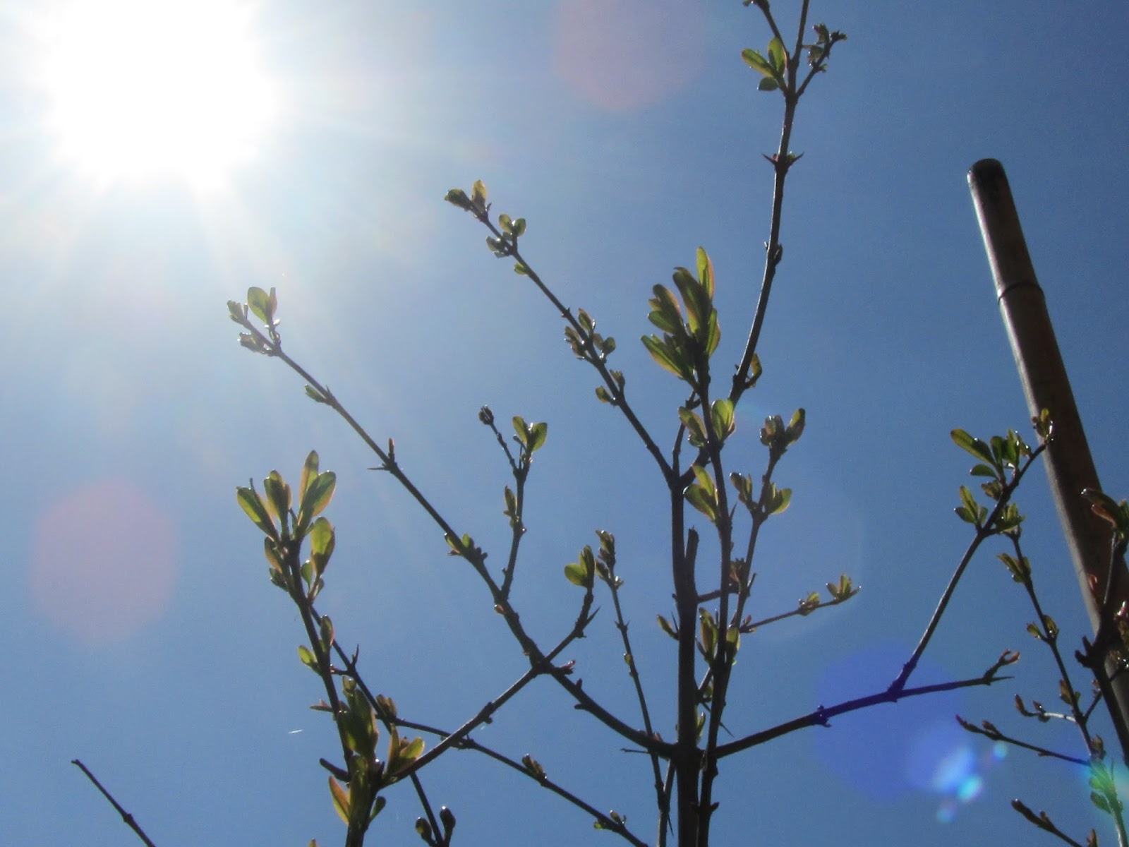 Qual è il Ruolo della Fotosintesi Clorofilliana ? Autotrofi ed ...