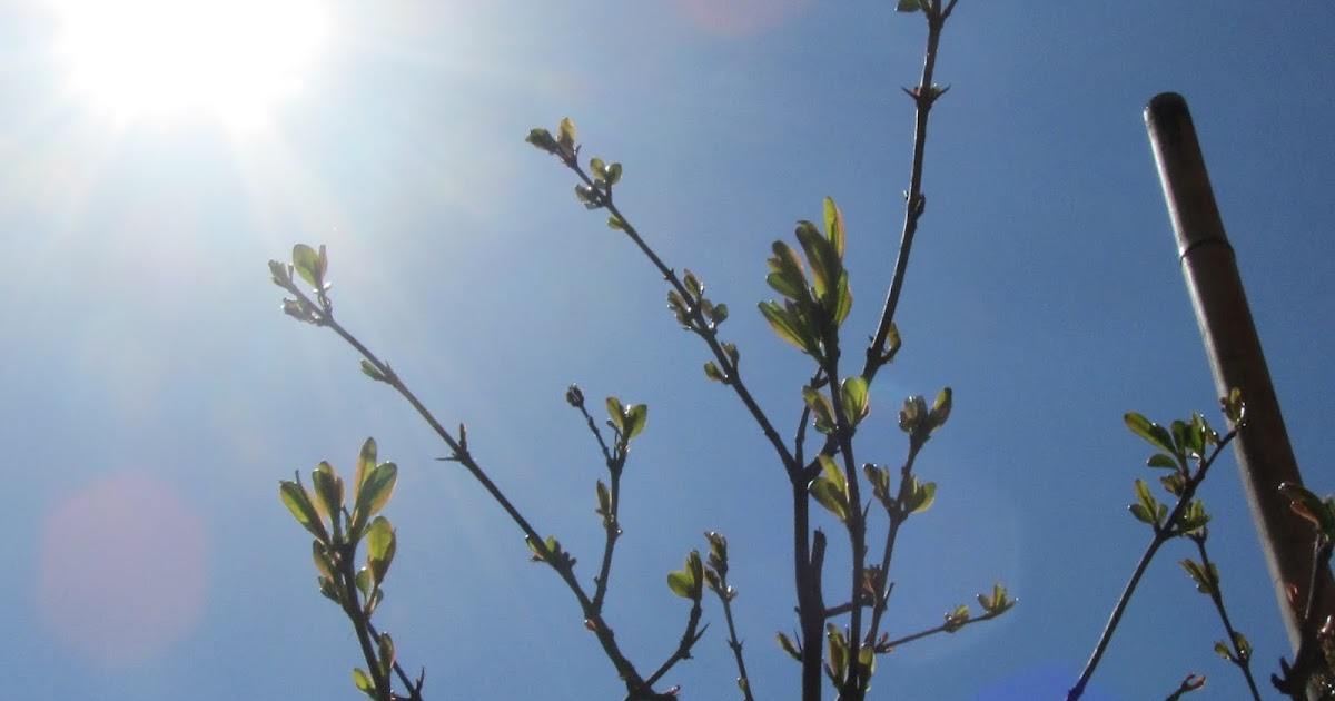 Qual è il Ruolo della Fotosintesi Clorofilliana ? Autotrofi ed ...