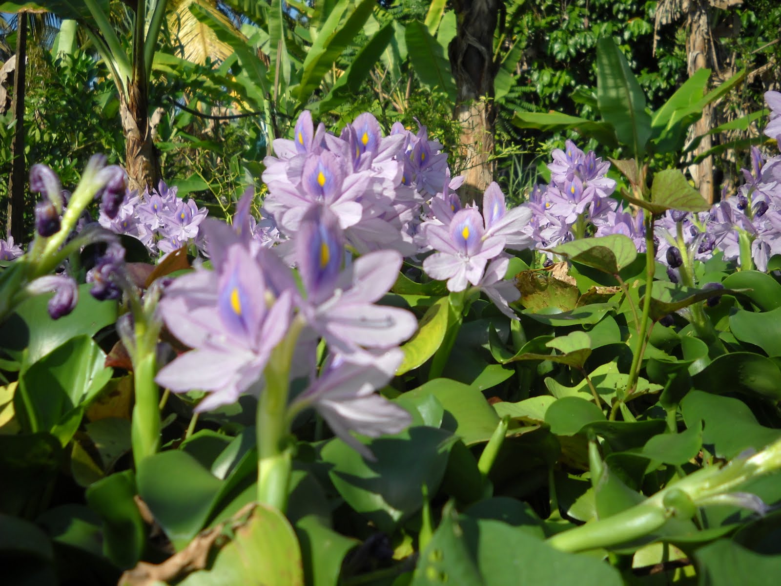 KENALI POKOK SAYANGI POKOK: BUNGA KELADI BUNTING