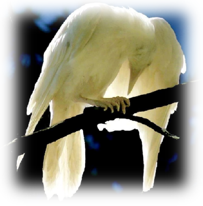 TRANSCEND IN LOVE: White Raven