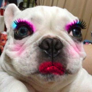 Hella Heaven: Aw! Drag Dog