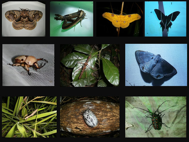 CAMERON SERVICE / MOUNTAIN TOUR & TRAVEL SDN. BHD.: 9 - Insect's ...