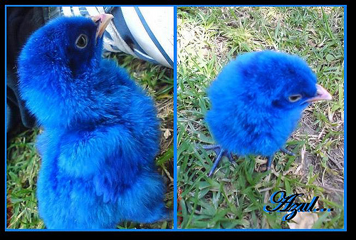 Diario de un pollo azul
