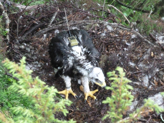 Golden Eagle tracking