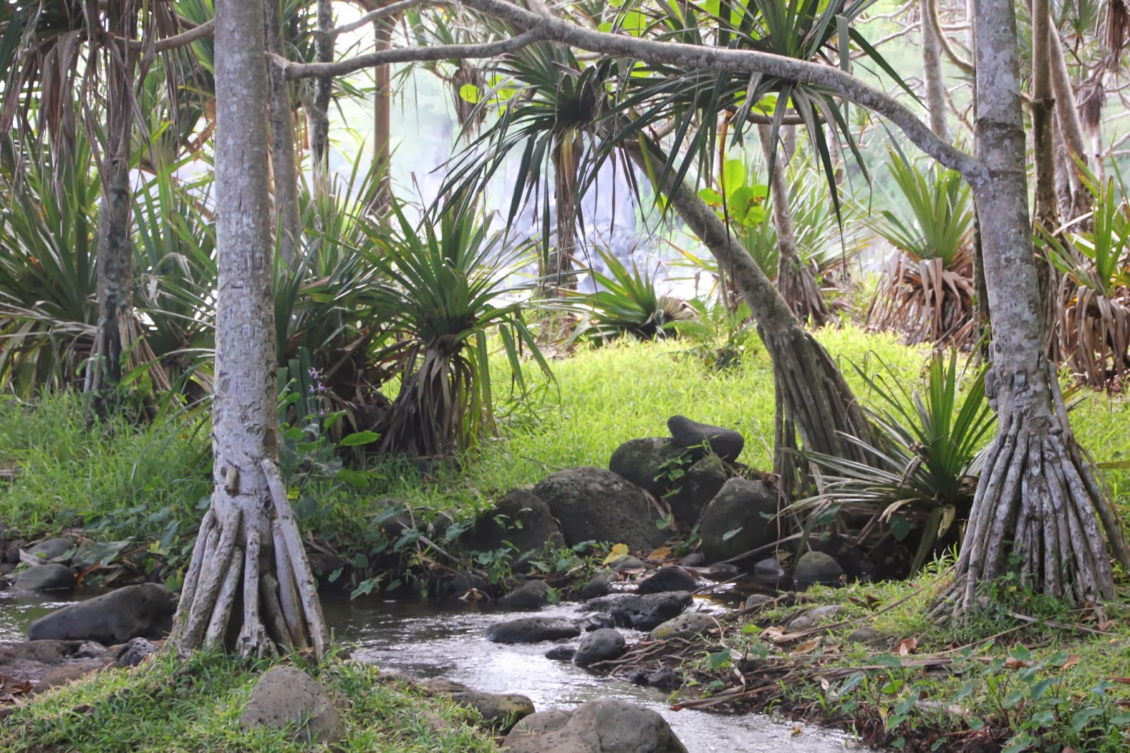 regardsetmaisons: L'île de la Réunion, son extraordinaire beauté et ...