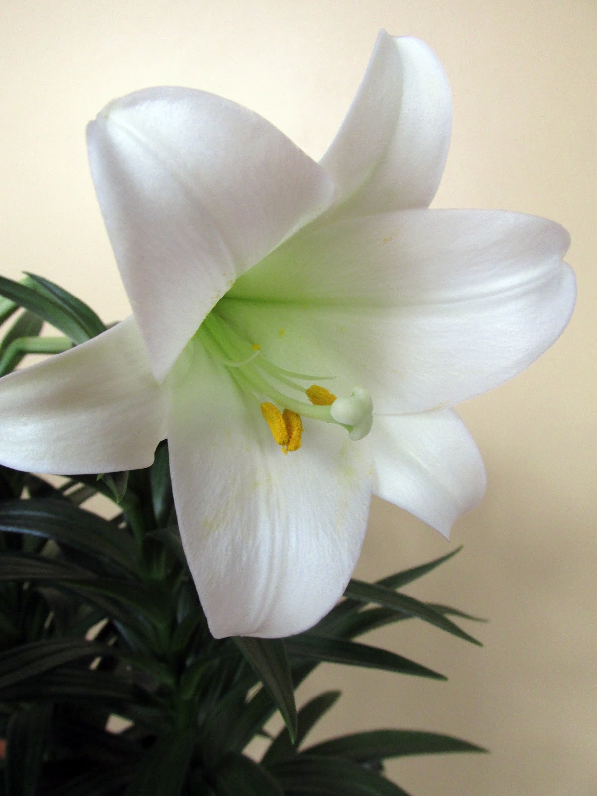 Easter Lily Photo credit: Karen Geisler