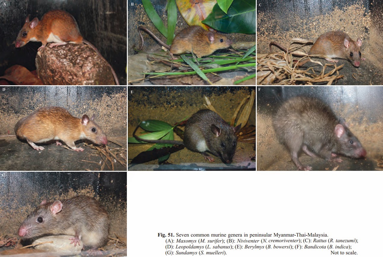 Species New to Science: [Mammalogy • 2014] Murine Rodents (Rodentia ...