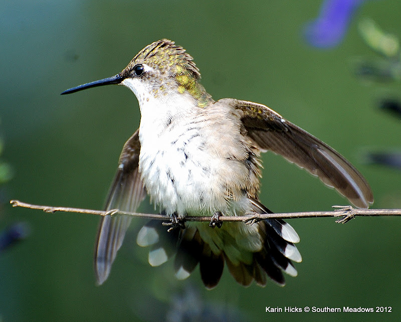 There is a lot of squabbling going on!