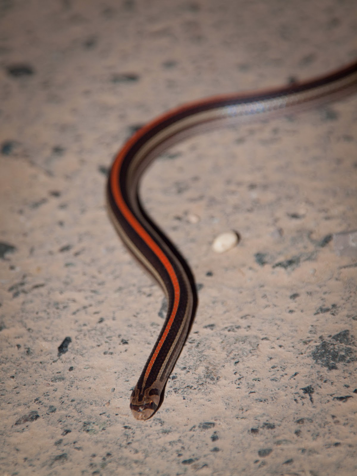 Sticky Rice Travel - Photostream: Snakes of Borneo