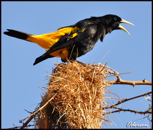 mundo das aves: Xexéu