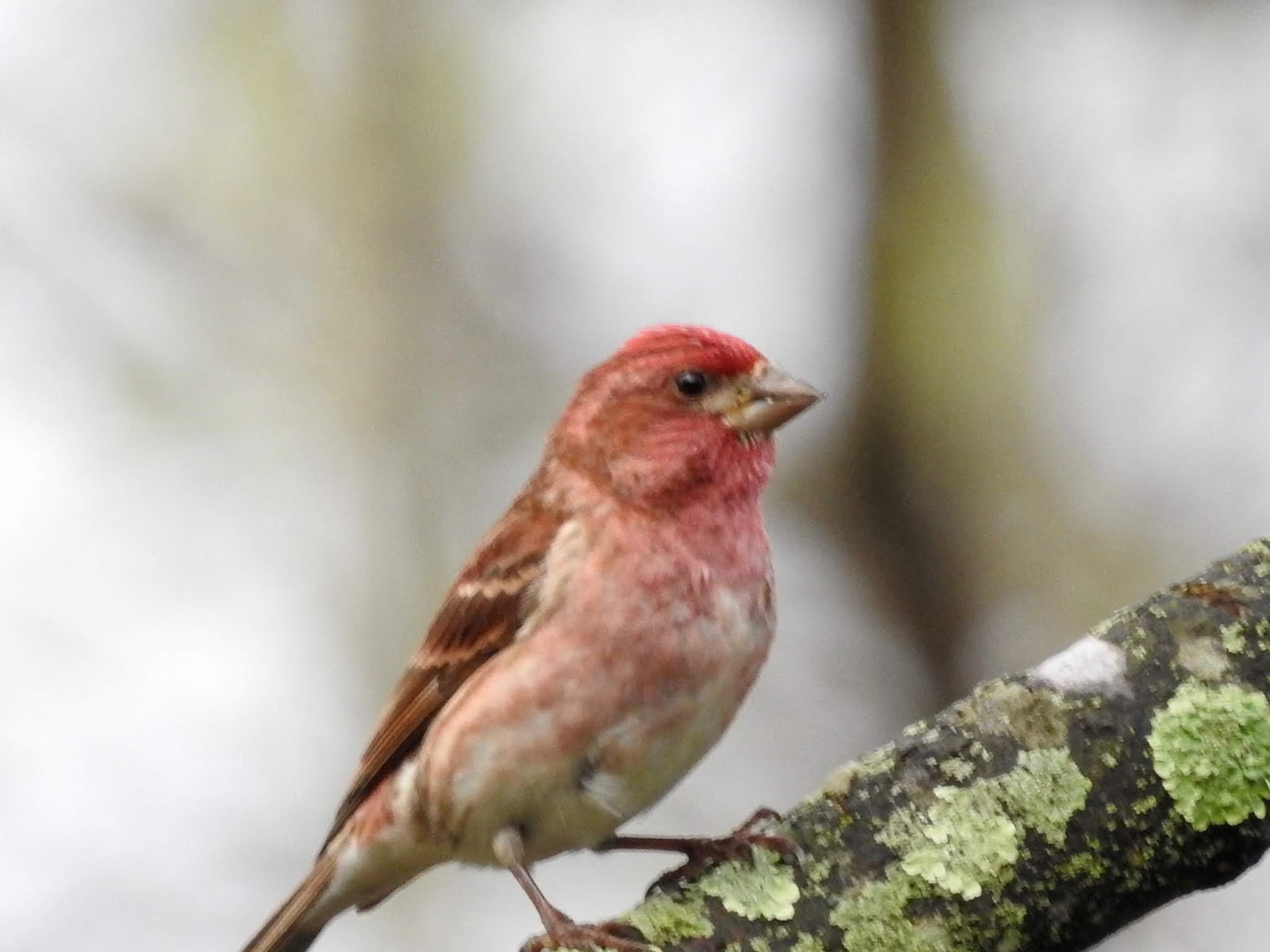 Richard's Kentucky Bird Tracks : Kentucky Birds Of Springtime 2019