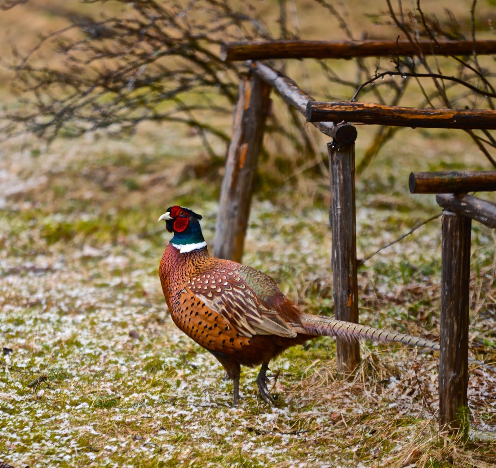 CampaSimpukka: Fasaani lautasella