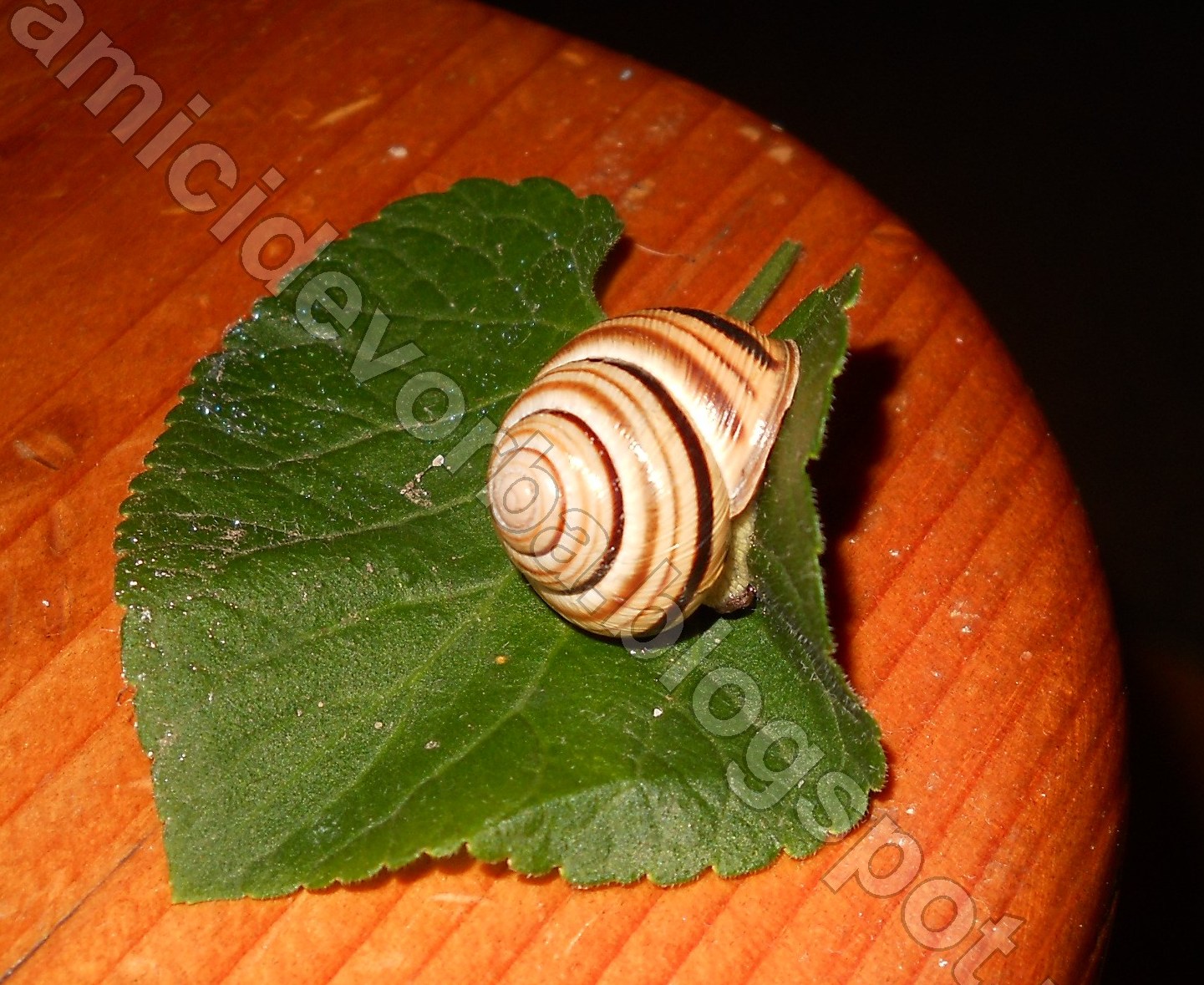 Amici de vorba: Melcul