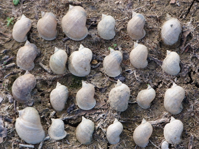 Valley Naturalist: Freshwater molluscs