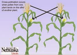 Muhammad dan Anemogami | WAY TO ISLAM BY HEART