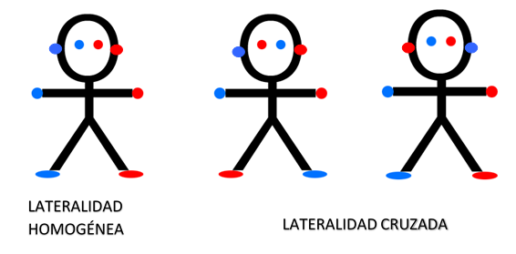 VISIÓN Y APRENDIZAJE: LATERALIDAD III: Factores y tipos. Lateralidad ...