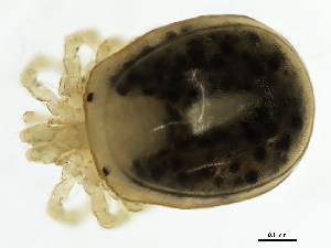 Variety of Life: Neoacaridae