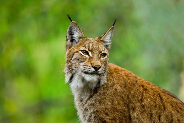 Ovaltes: Alpine Lynx Cat History Alpine Lynx Kittens