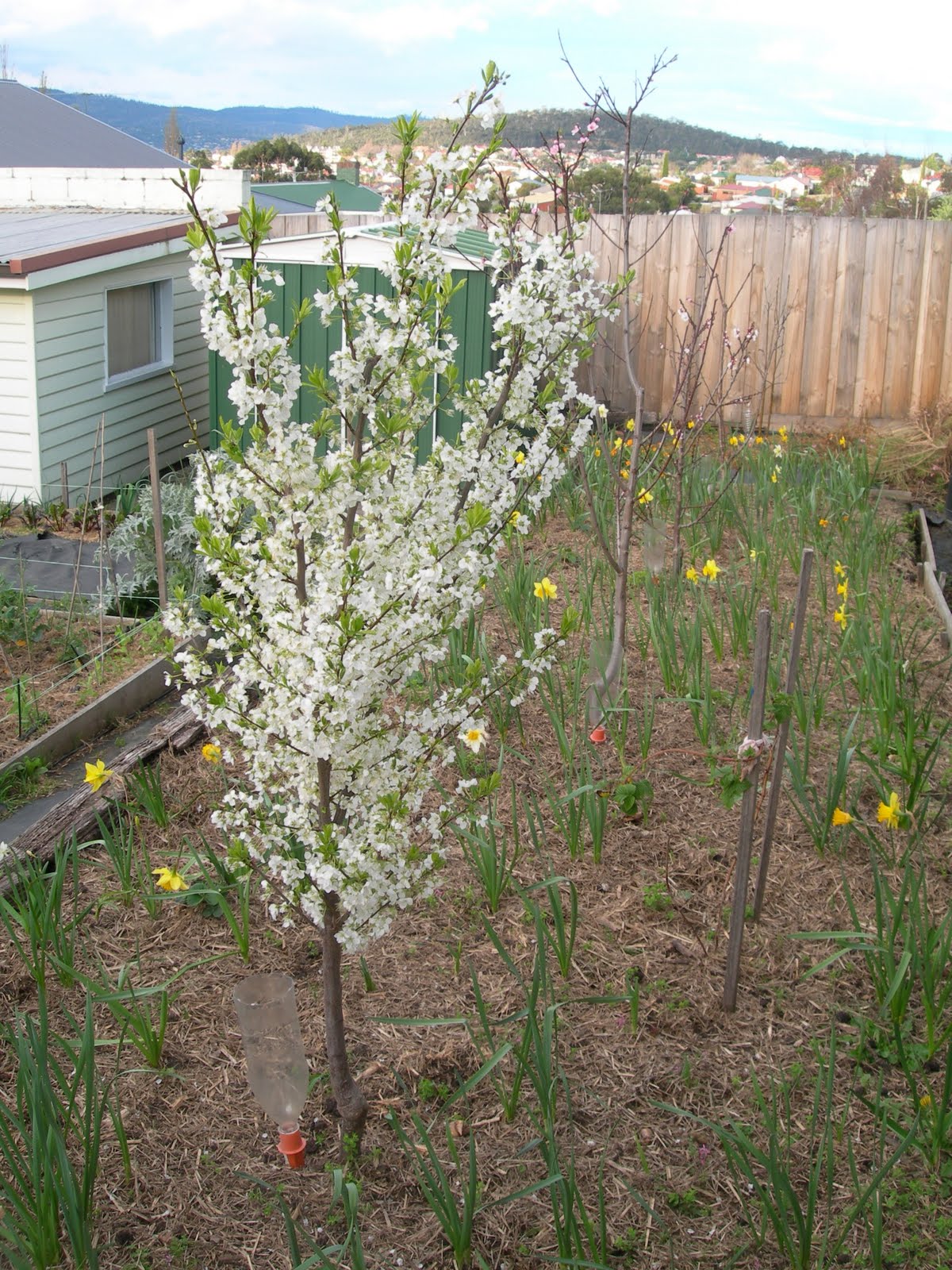 Polystyrene Garden Junkie