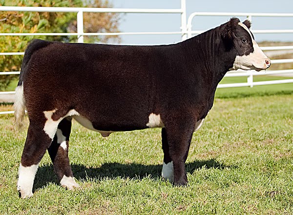 DIAMOND G CATTLE CO.: Reserve Champion Steer (Konrad Family)