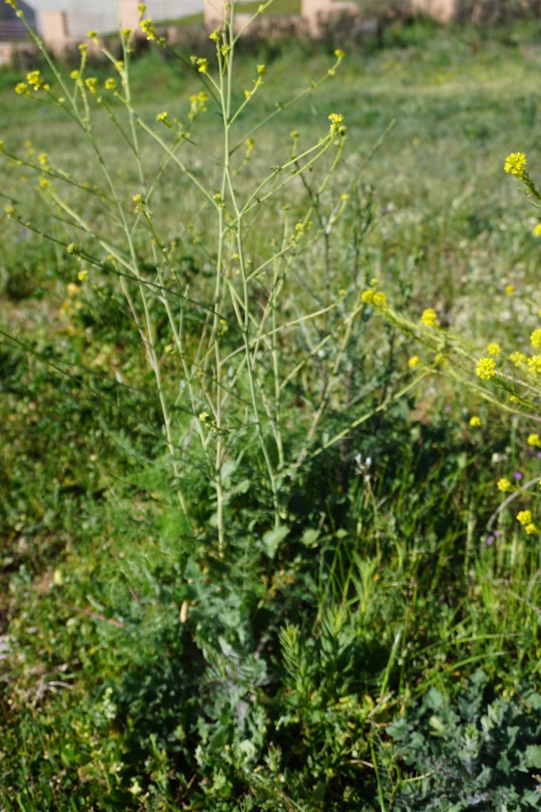 Plantas de Huerta Otea, Salamanca: Erísimo, hierba de San Alberto ...