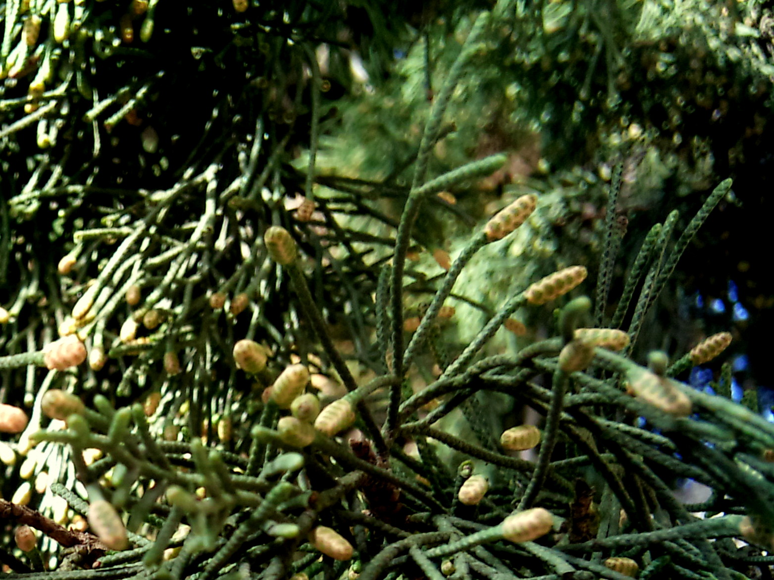Árboles con alma: Ciprés de Monterrey. Xiprer de Lambert.(Cupressus ...