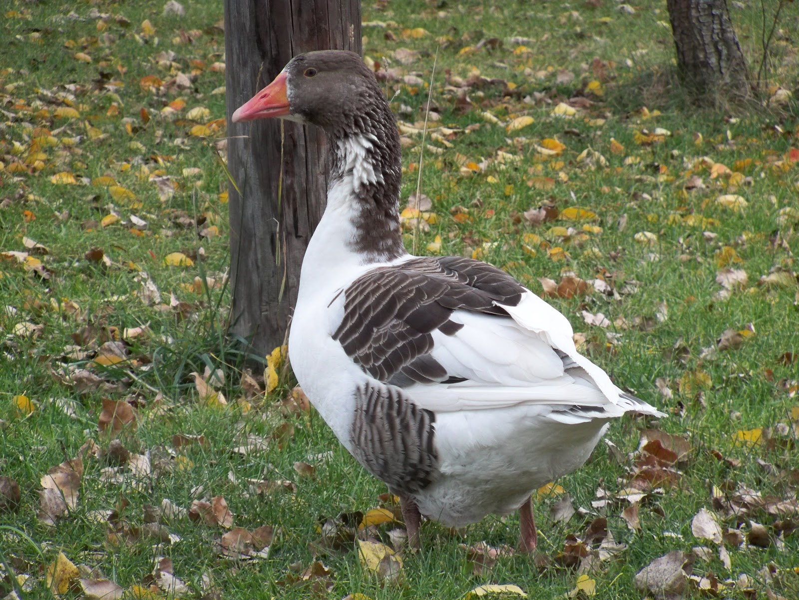 Wheely Wooly Farm: Geese!