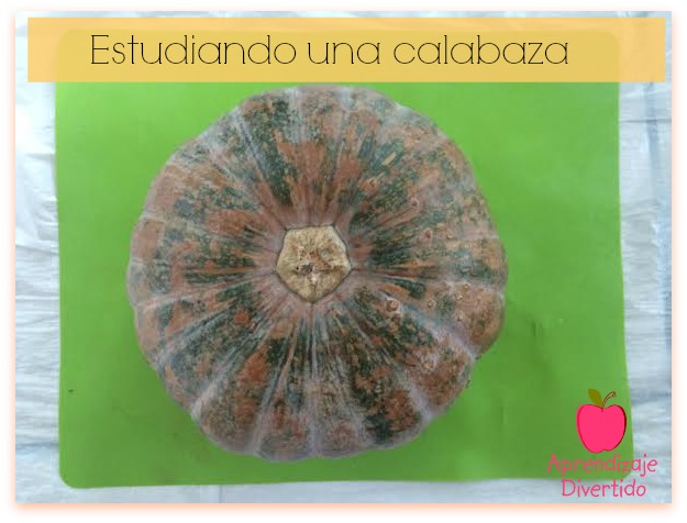 Estudiando una calabaza