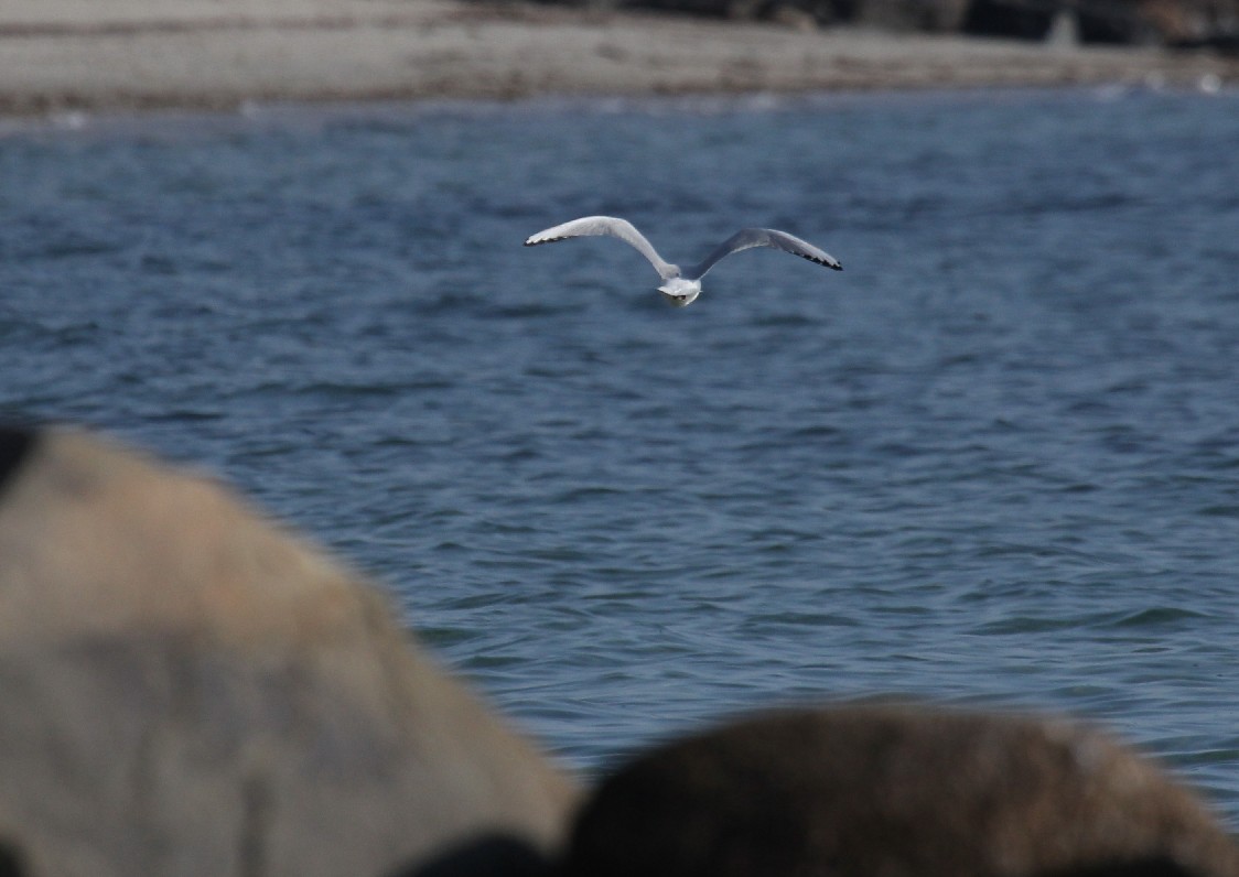 New England Coastal Birds: "Three Days of Winter Seabirding on Cape Cod ...
